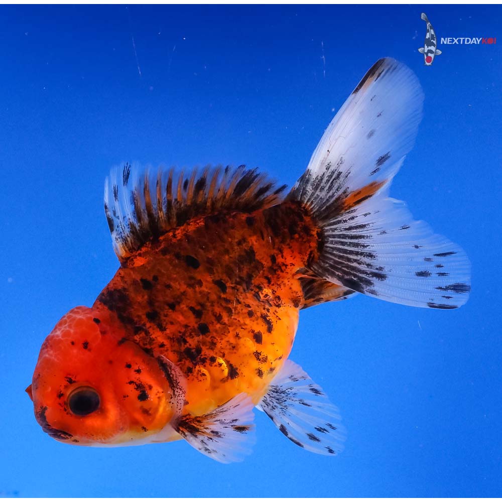 4” Imported Male Calico Thai Oranda | Koi Fish For Sale