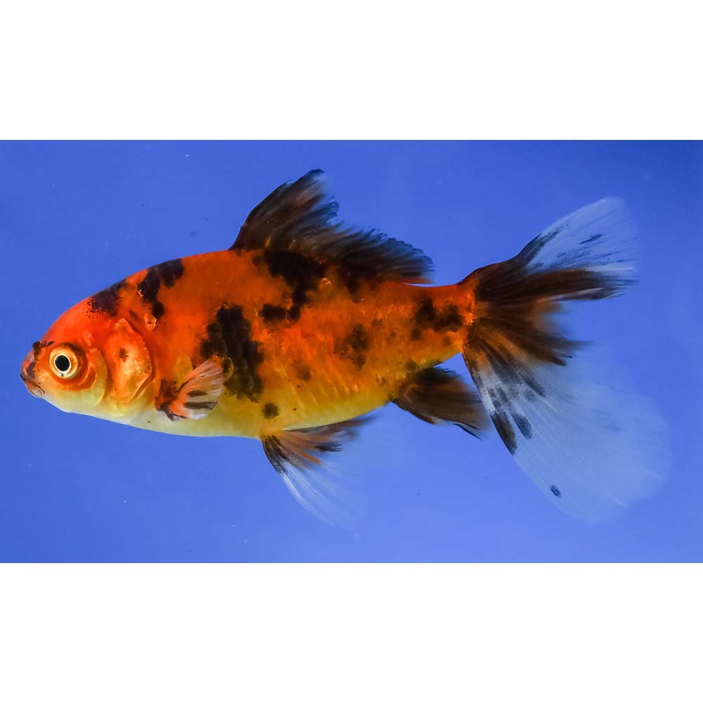 4” Imported Calico Wakin | Koi Fish For Sale