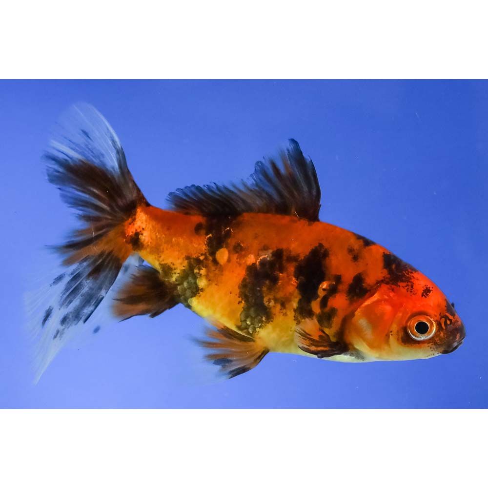 4” Imported Calico Wakin | Koi Fish For Sale