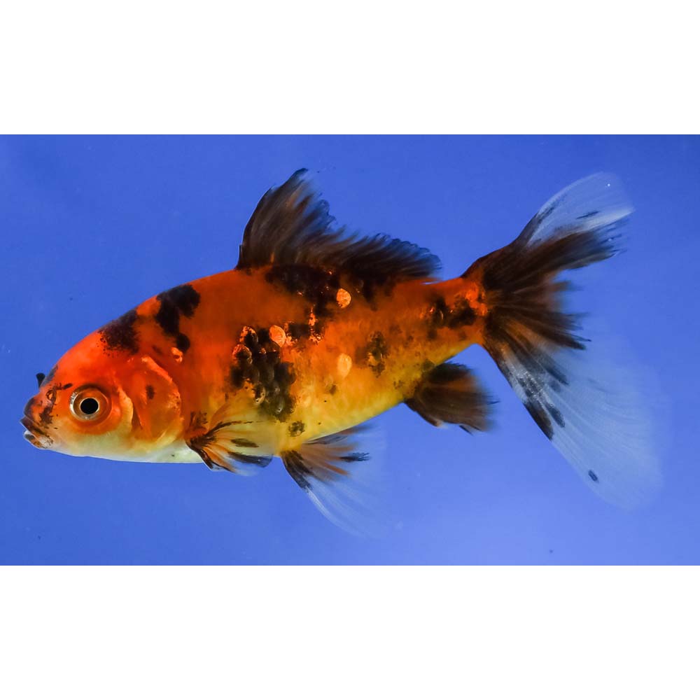 4” Imported Calico Wakin | Koi Fish For Sale