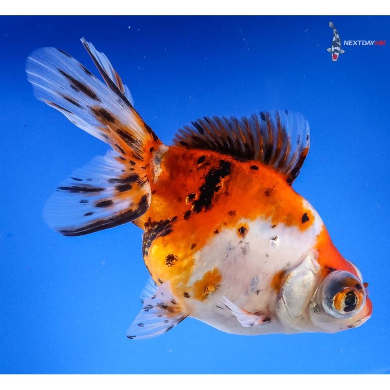 5” Imported Calico Butterfly Tail | Koi Fish For Sale