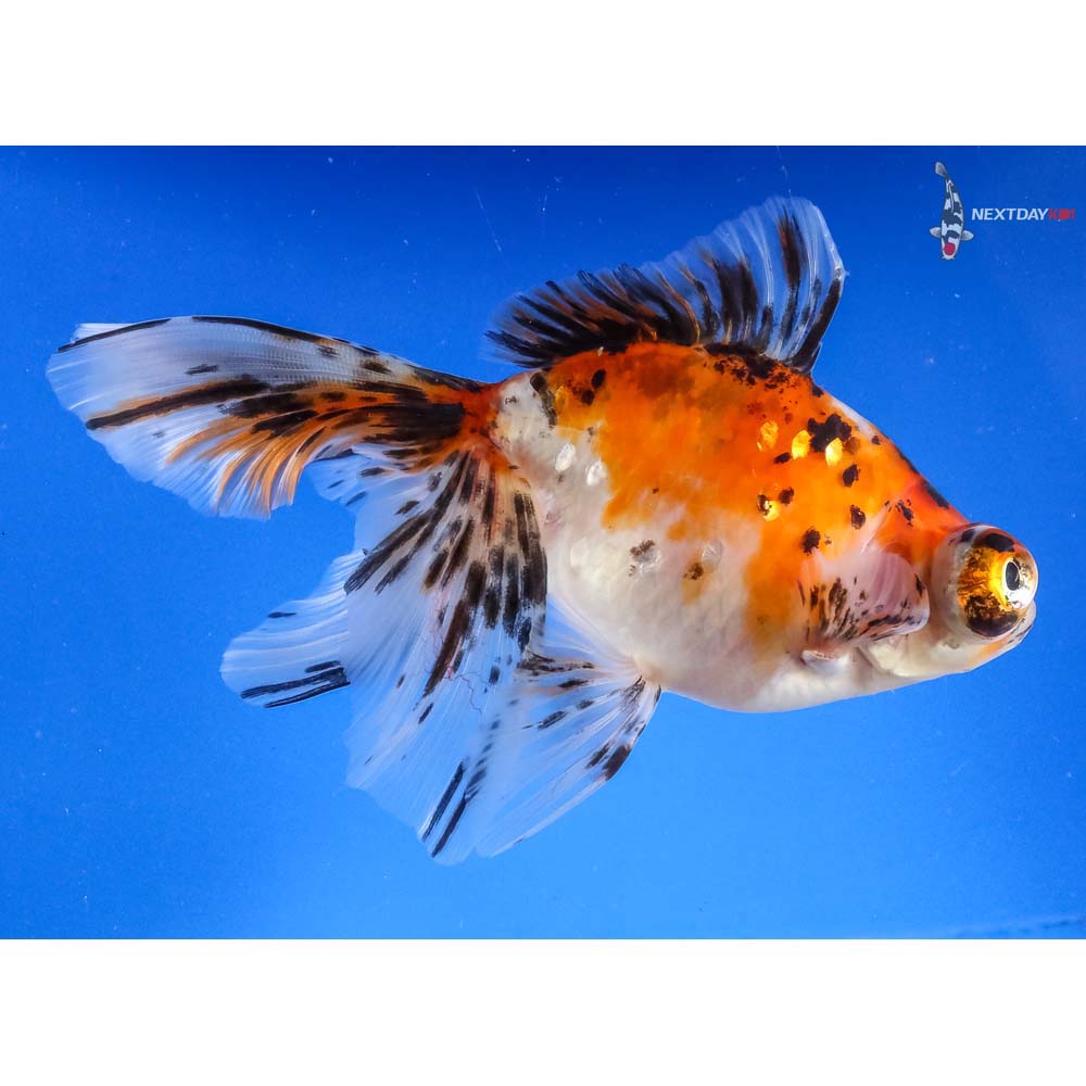 5.5” Imported Calico Butterfly Tail | Koi Fish For Sale