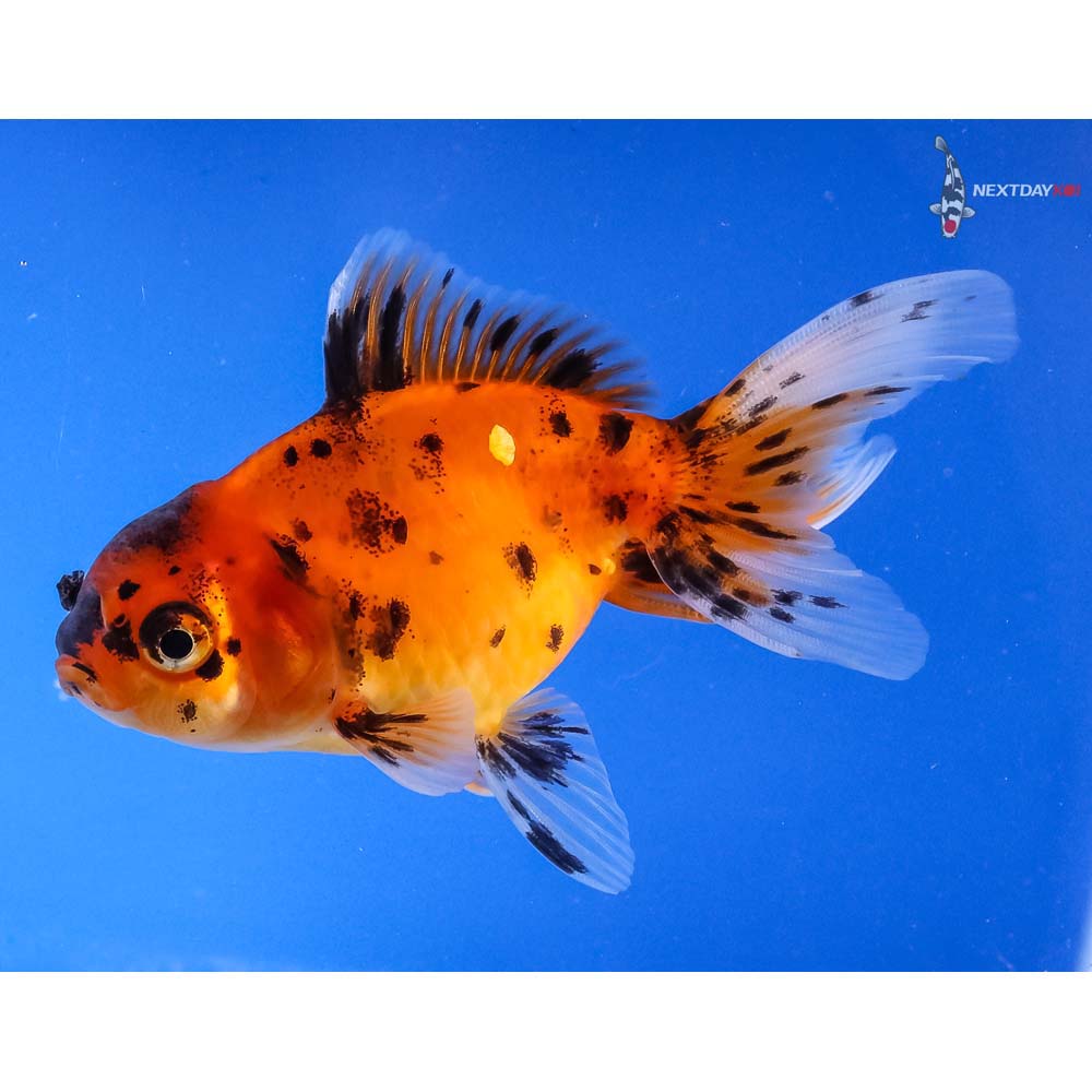 4” Imported Calico Oranda | Koi Fish For Sale