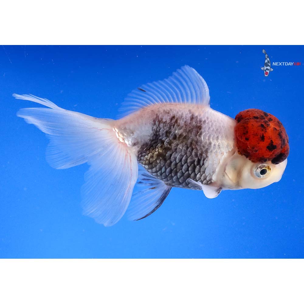 4” Imported Tri Color Oranda | Koi Fish For Sale