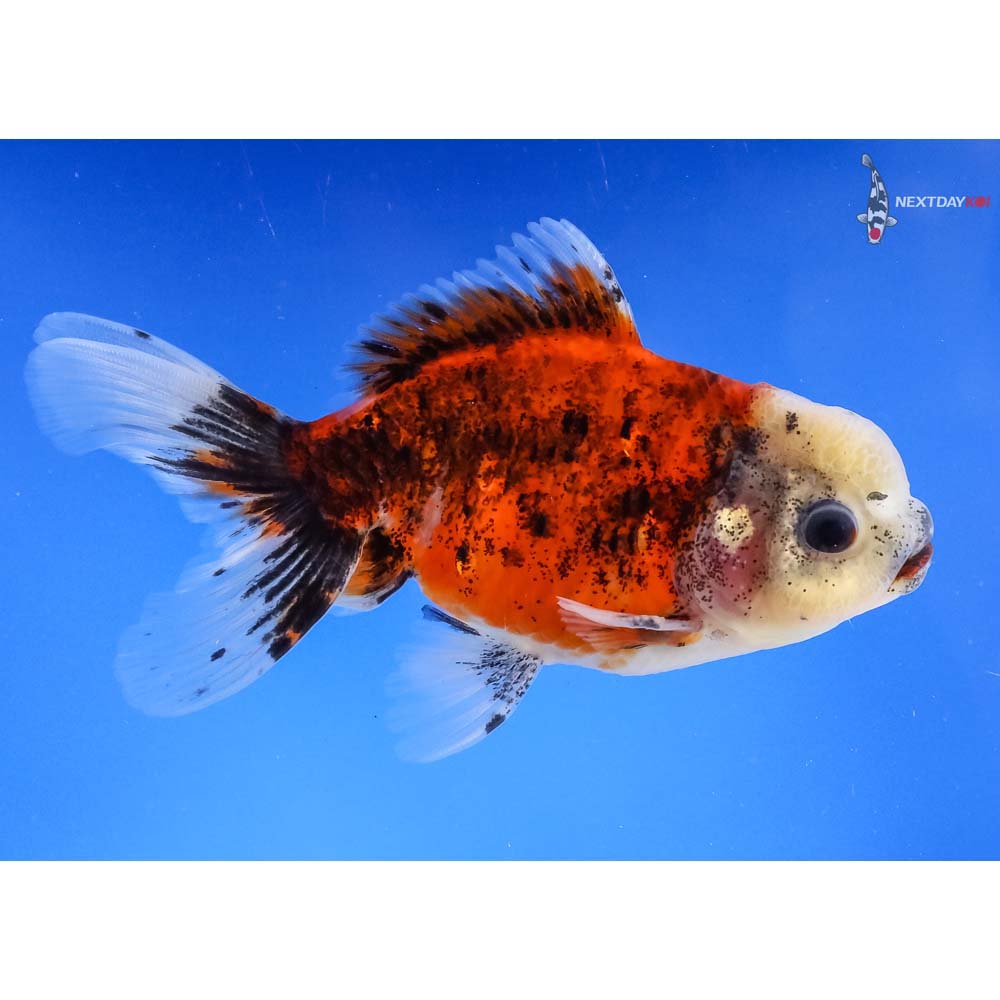4” Imported Male Calico Thai Oranda | Koi Fish For Sale