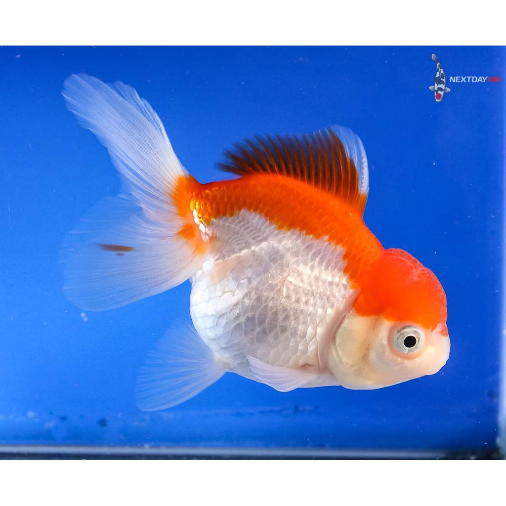 4” Imported Red and White Thai Oranda | Koi Fish For Sale