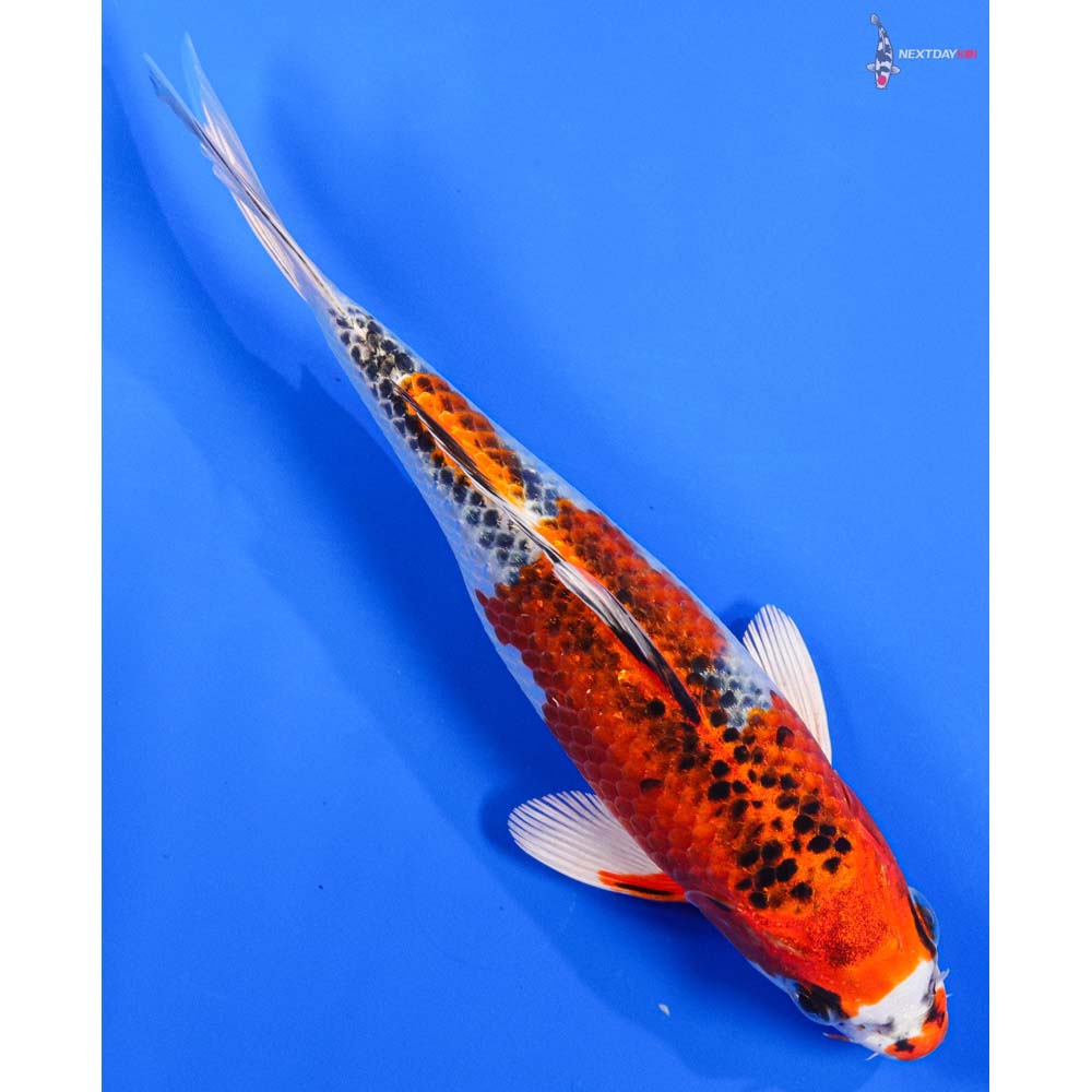 7” Imported Kujaku | Koi Fish For Sale