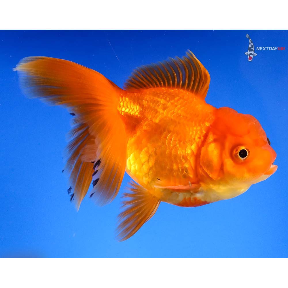 4” Imported Red Thai Oranda | Koi Fish For Sale