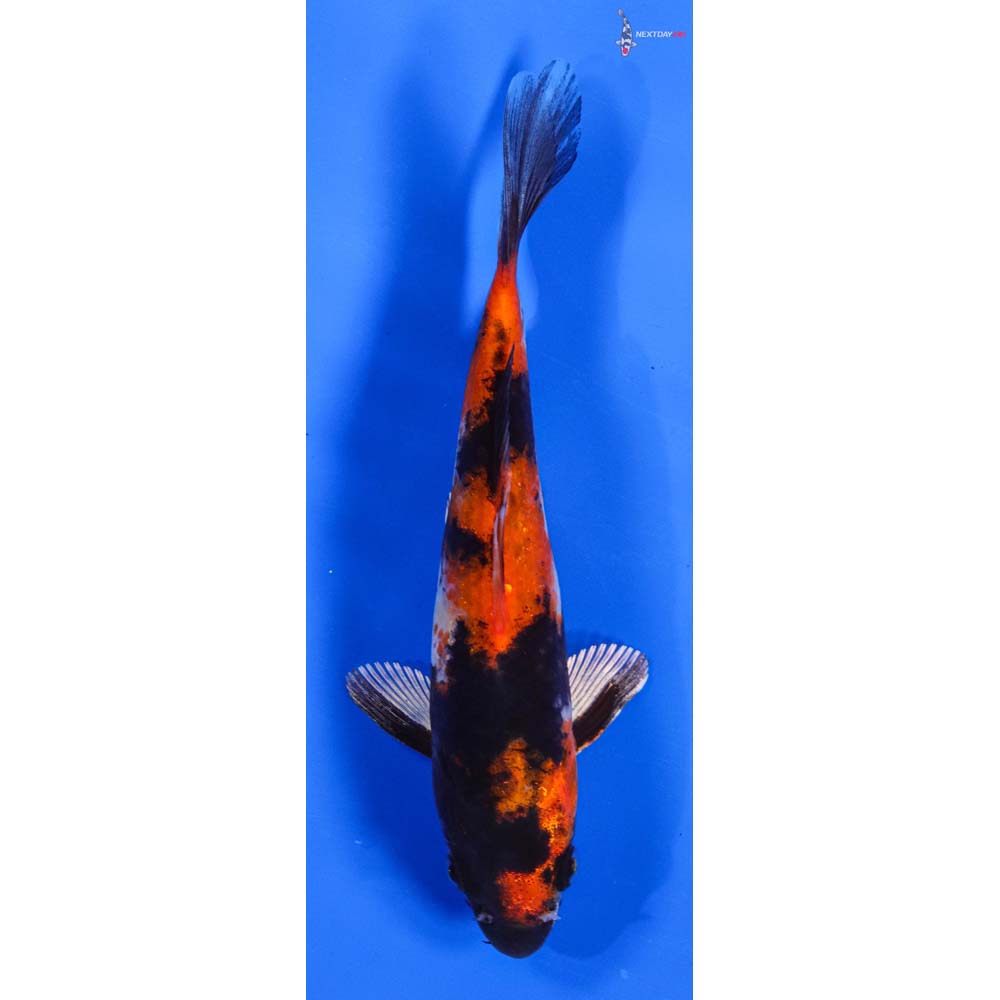 6” Imported Kin Showa | Koi Fish For Sale