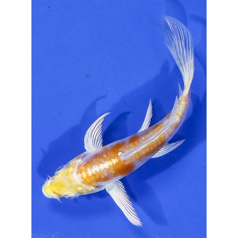 3.5” Imported Doitsu Lemon Hariwake Butterfly Koi | Koi Fish For Sale