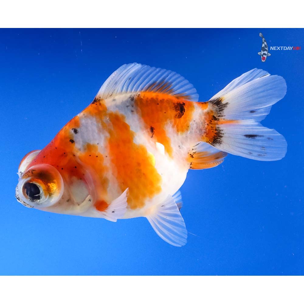 4” Imported Calico Telescope Fantail | Koi Fish For Sale