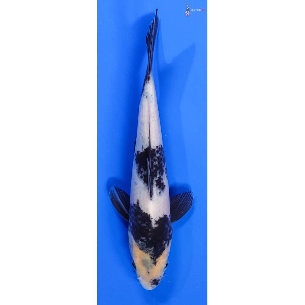 8” Imported Shiro Utsuri | Koi Fish For Sale