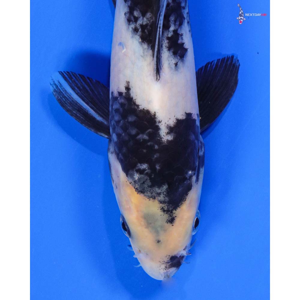 8” Imported Shiro Utsuri | Koi Fish For Sale