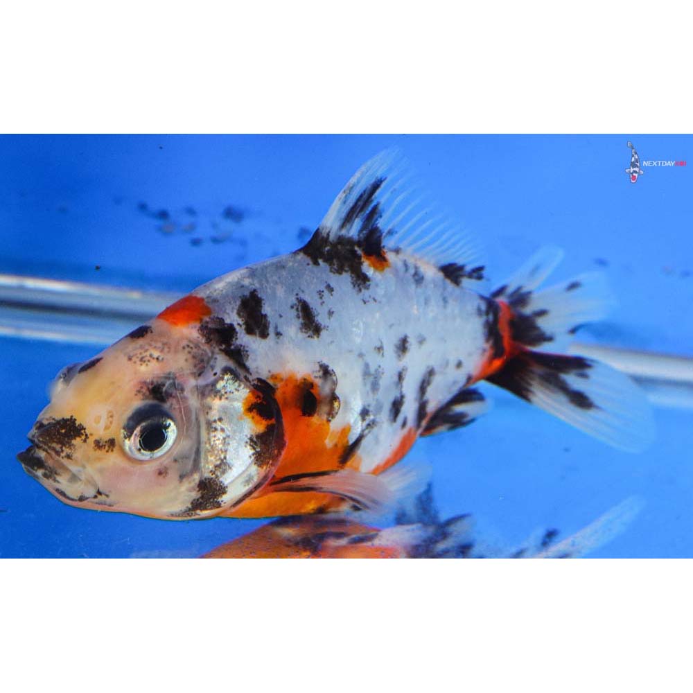 3.5” Imported Calico Wakin | Koi Fish For Sale