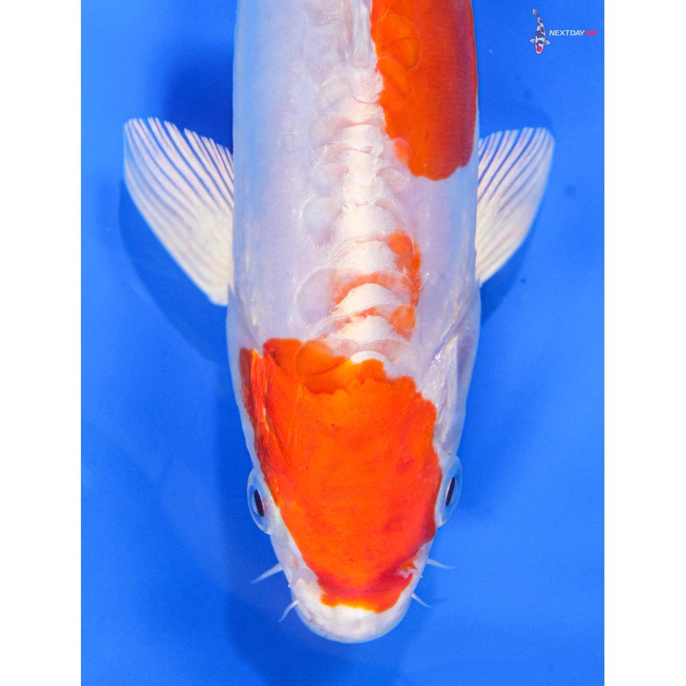 8” Imported Kikusui | Koi Fish For Sale