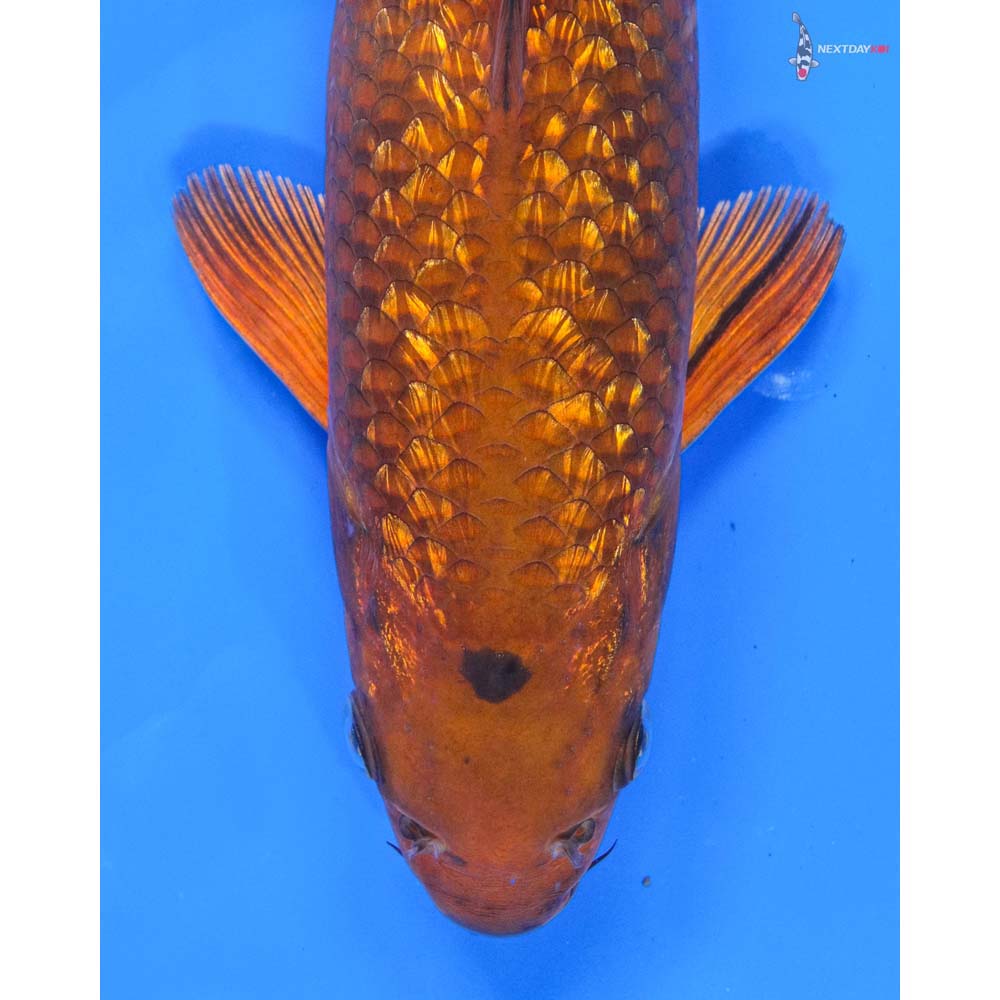 11” Imported Female Gin Rin Chagoi | Koi Fish For Sale