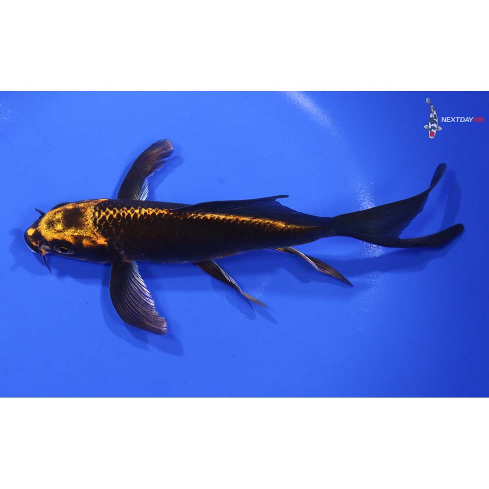 6” Gold Crown Butterfly Koi | Koi Fish For Sale