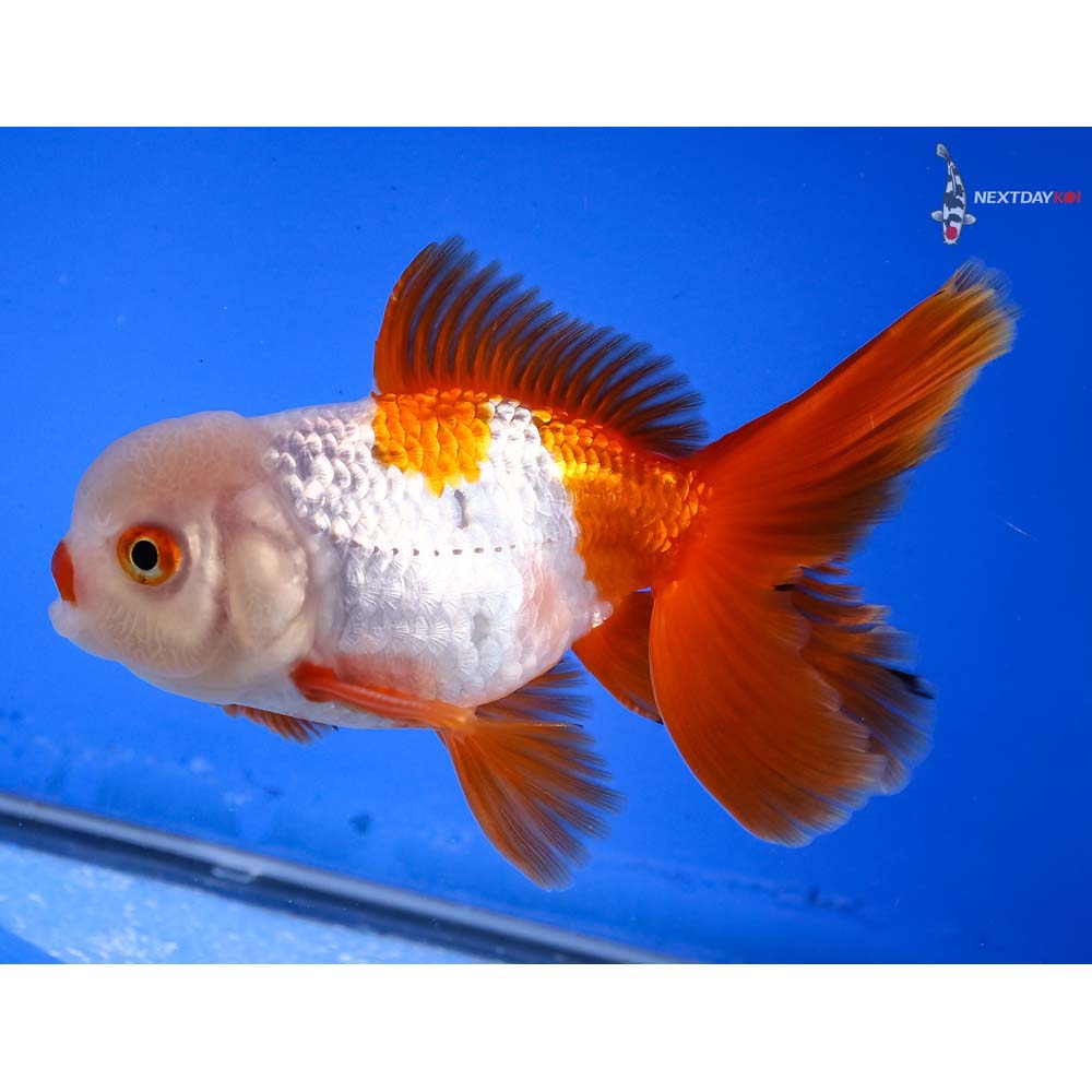4” Imported Male Red and White Oranda | Koi Fish For Sale