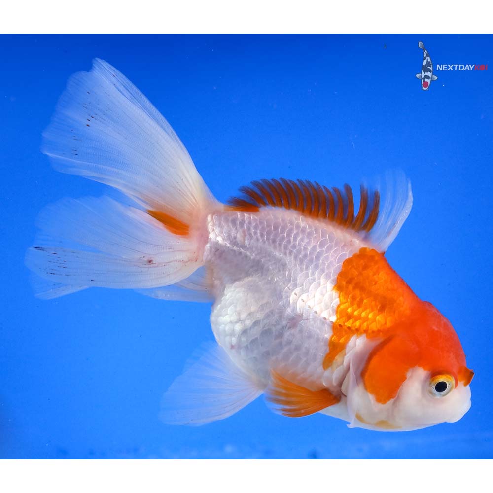 4” Imported Red and White Oranda | Koi Fish For Sale