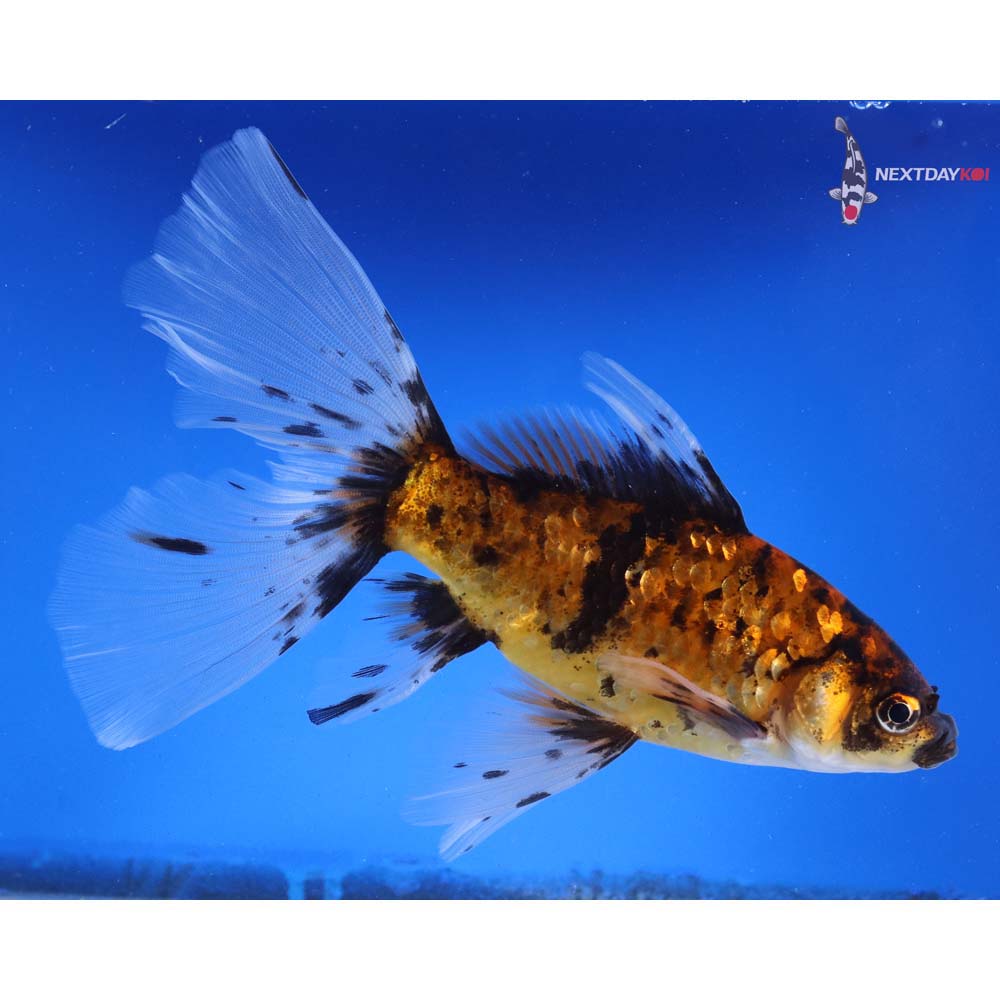 6” Imported Male Bristol Shubunkin | Koi Fish For Sale