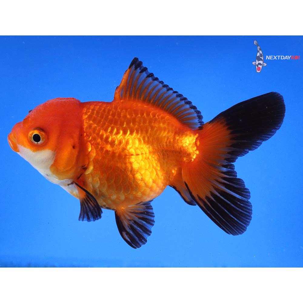 4” Imported Tri Color Oranda | Koi Fish For Sale