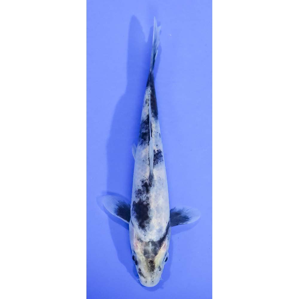 5” Imported Shiro Utsuri | Koi Fish For Sale
