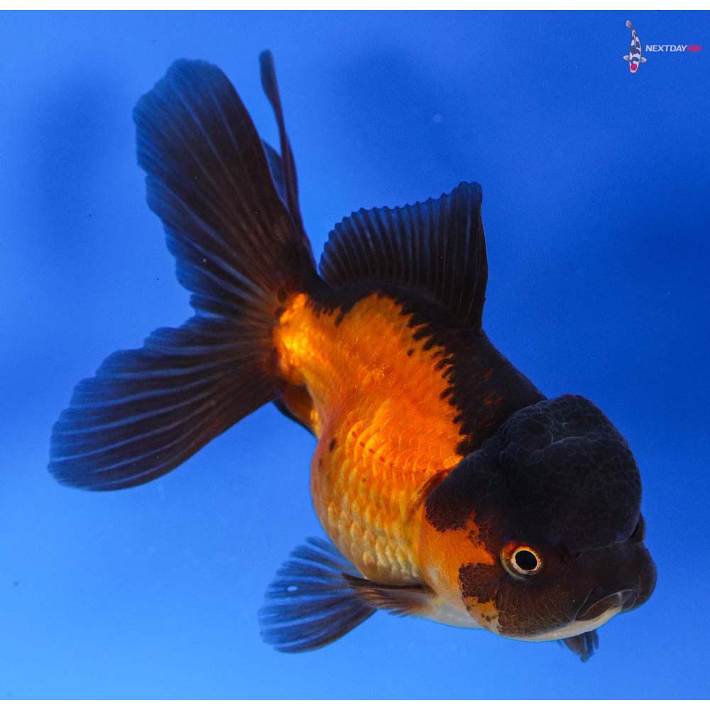4” Imported Red and Black Oranda | Koi Fish For Sale