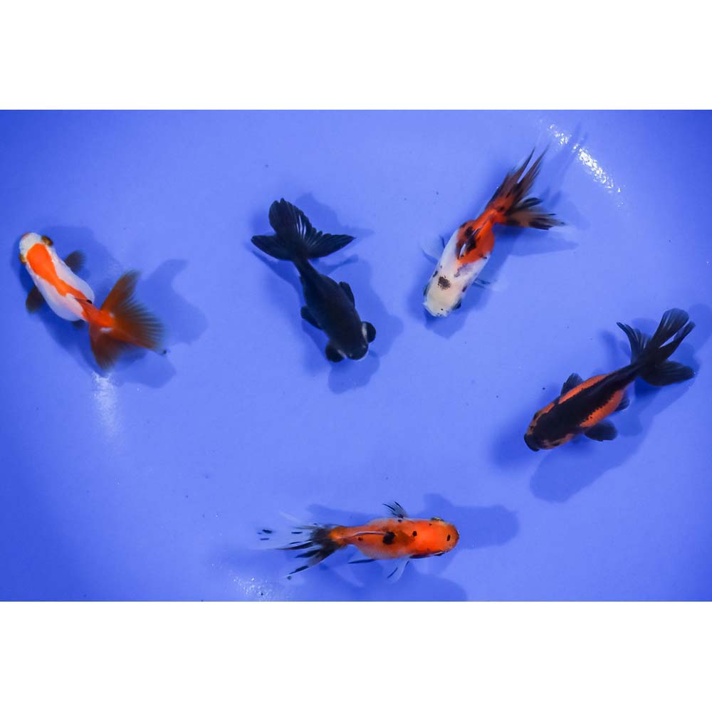 Lot Of 5 2 5 3 5 Imported Assorted Fantail Koi Fish For Sale