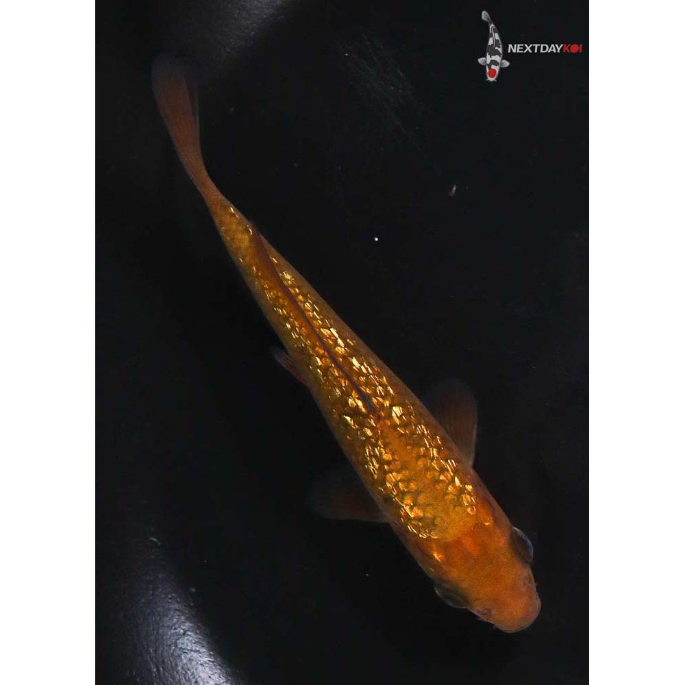 4” Imported Gin Rin Chagoi | Koi Fish For Sale