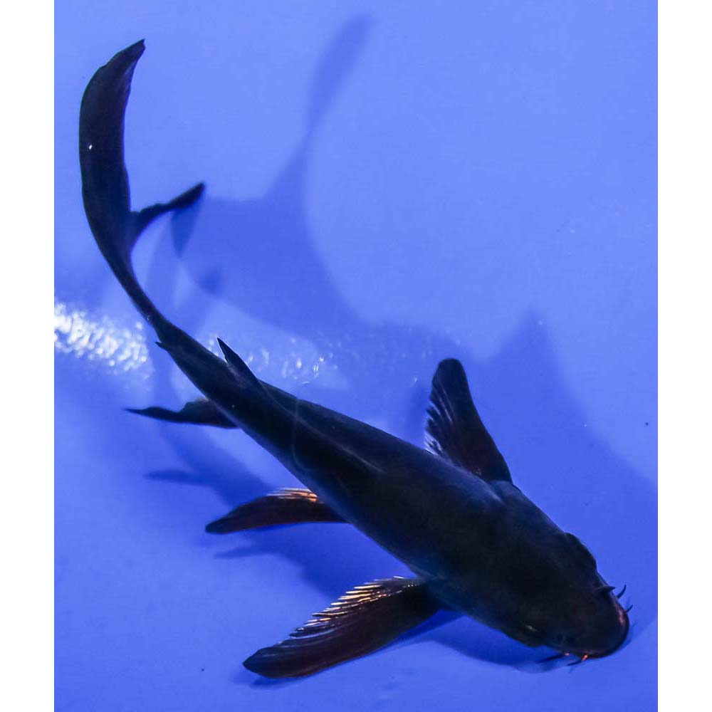 4” Imported Hajiro Butterfly Koi | Koi Fish For Sale