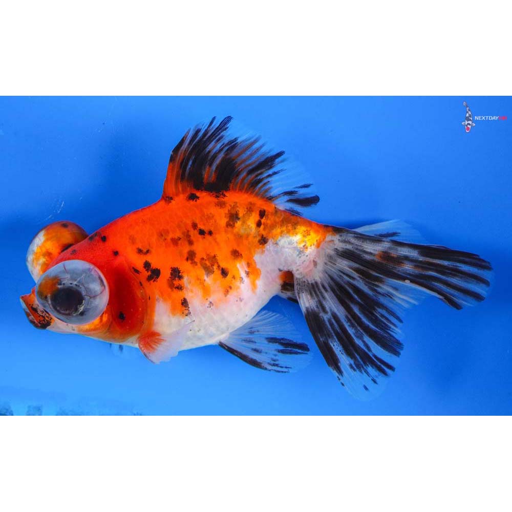 4” Imported Calico Butterfly Tail | Koi Fish For Sale