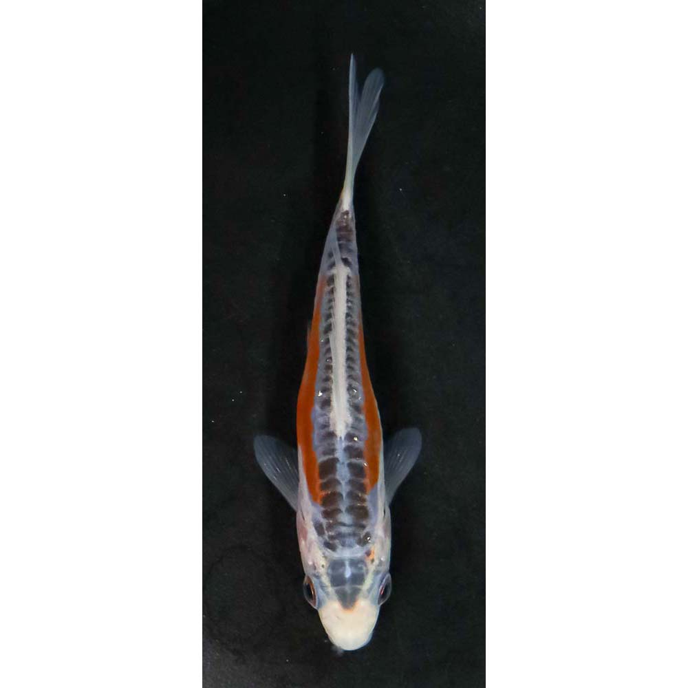 4” Imported Shusui | Koi Fish For Sale