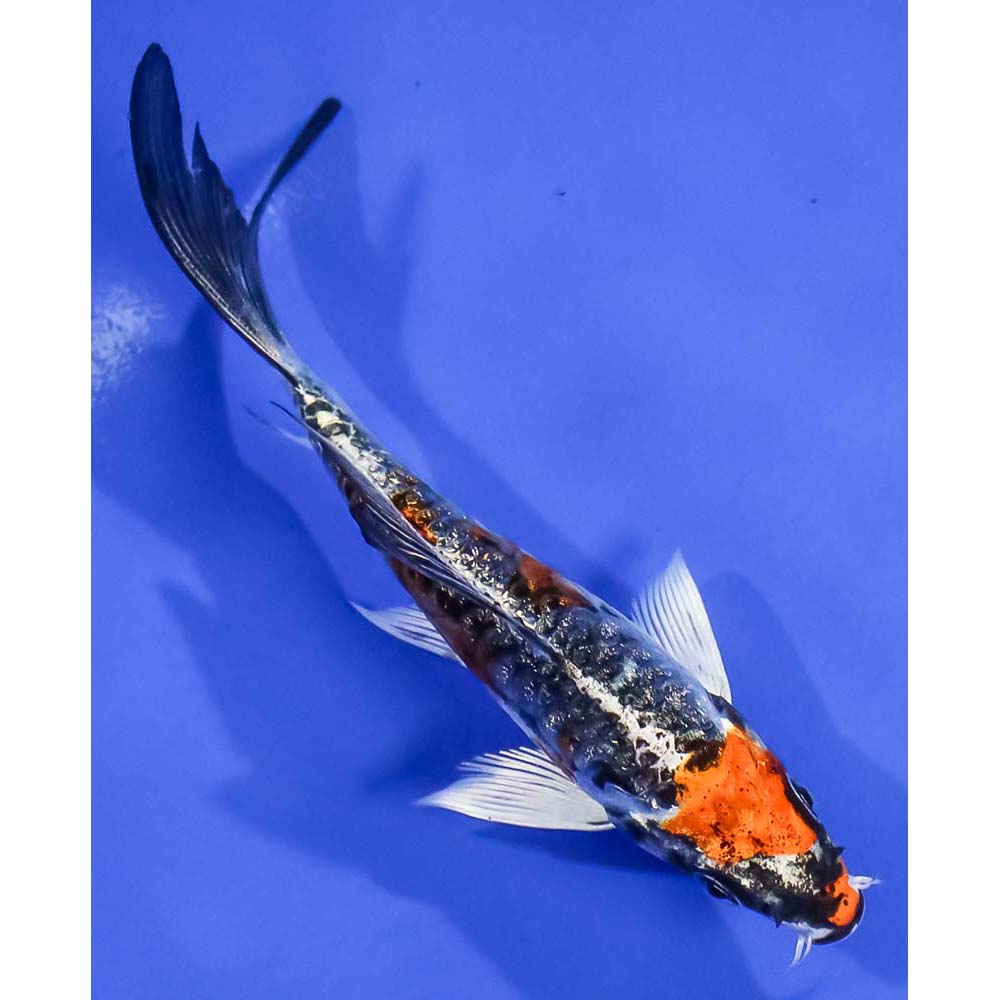 4.5” Imported Gin Rin Doitsu Kin Kikokuryu Butterfly Koi | Koi Fish For ...