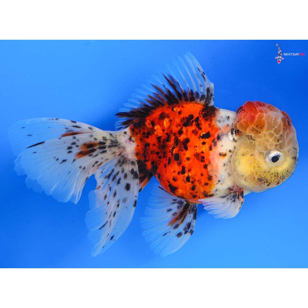 5” Imported Male Calico Oranda | Koi Fish For Sale