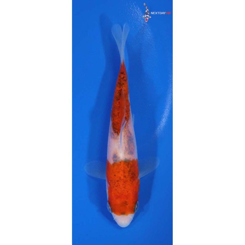Koromo Koi Fish For Sale | Next Day Koi