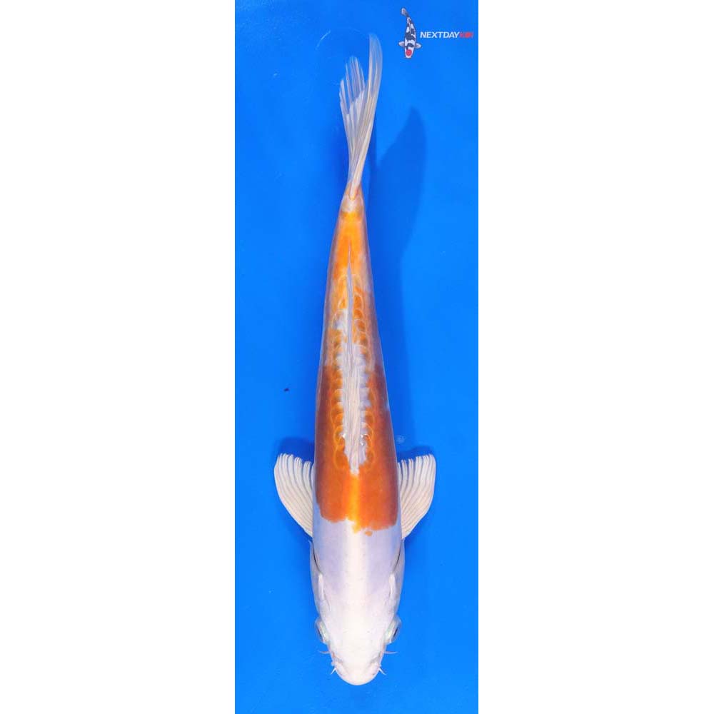 10” Imported Male Kikusui | Koi Fish For Sale