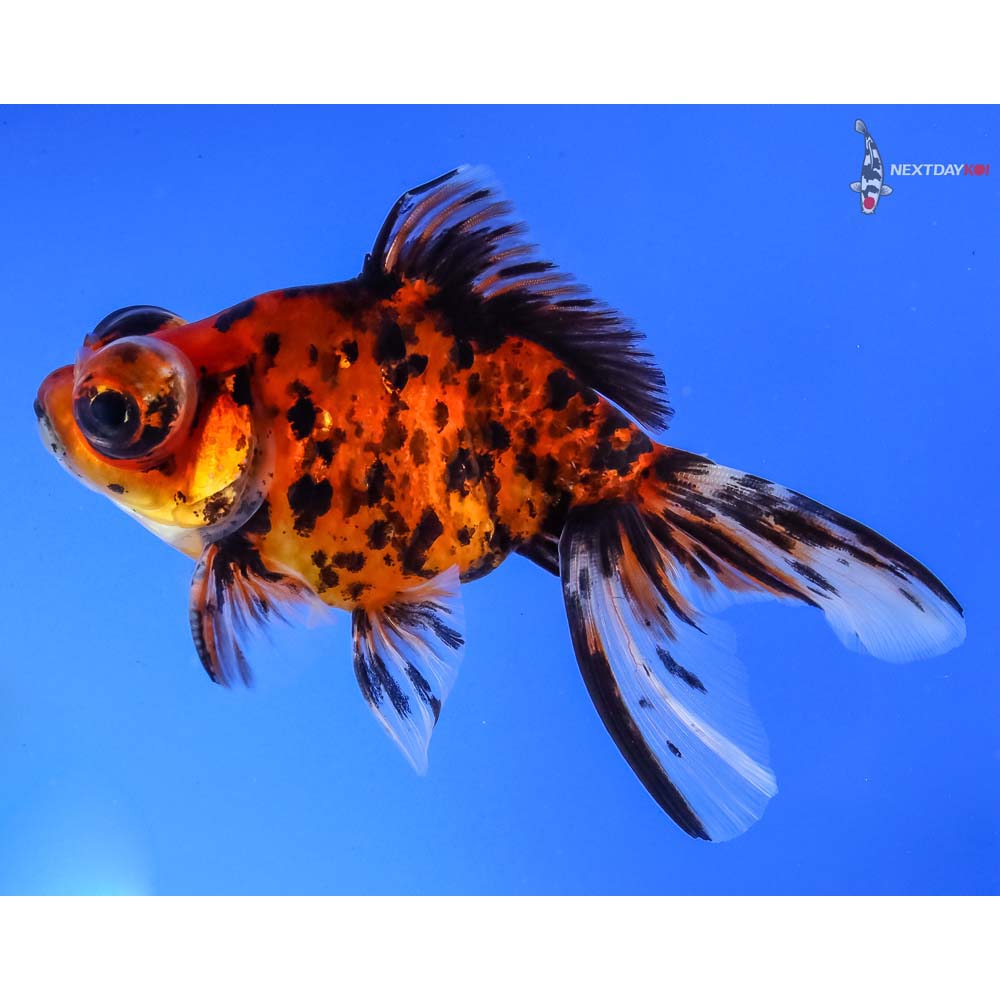 4” Imported Male Calico Telescope Fantail | Koi Fish For Sale