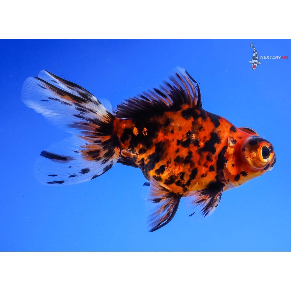 4” Imported Male Calico Telescope Fantail | Koi Fish For Sale