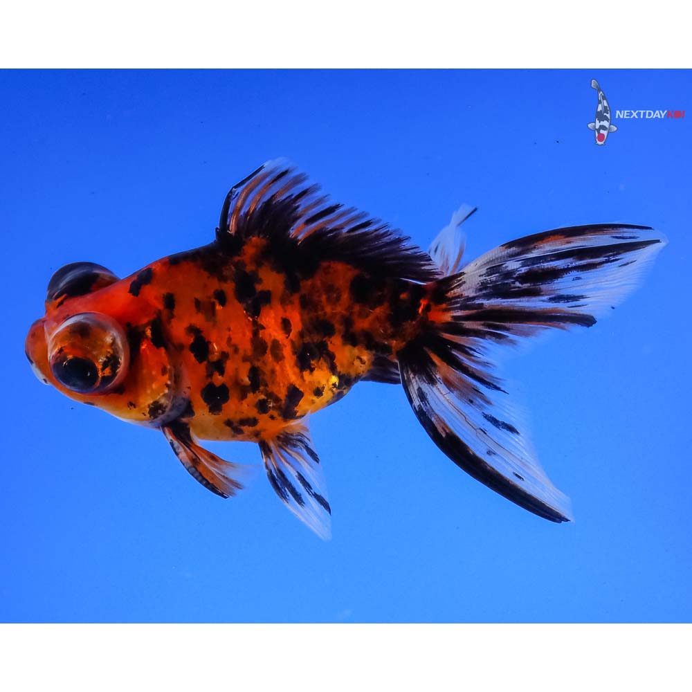 4” Imported Male Calico Telescope Fantail | Koi Fish For Sale