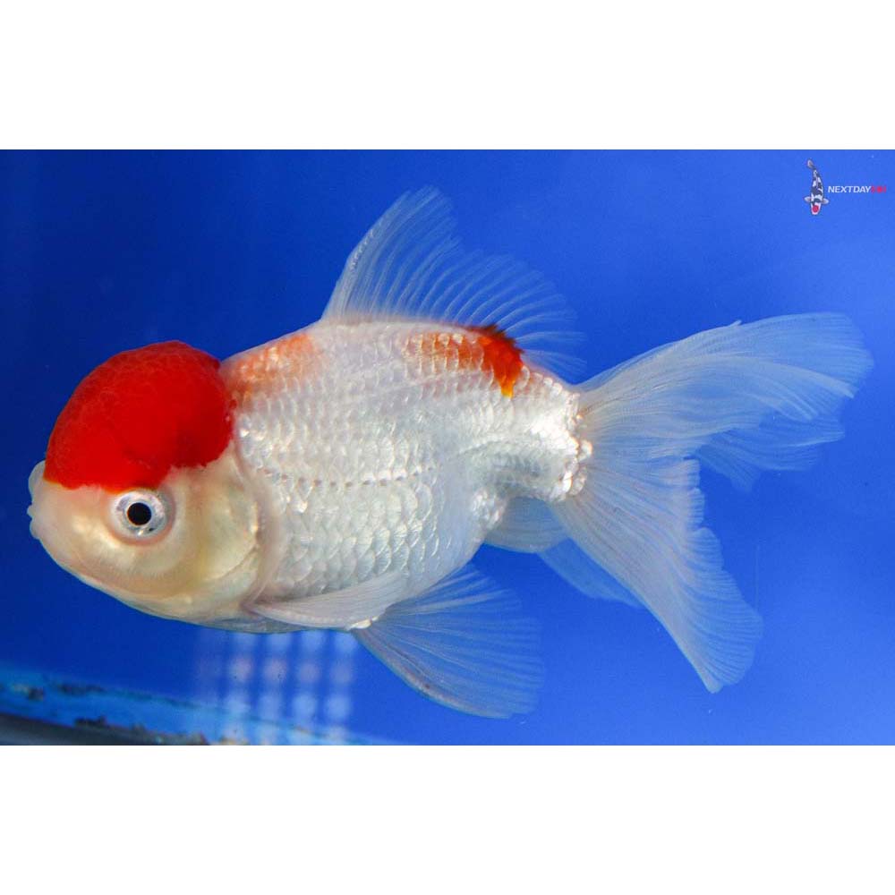 4” Imported Red and White Oranda | Koi Fish For Sale