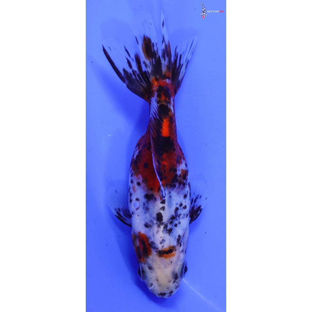 4” Imported Calico Wakin | Koi Fish For Sale