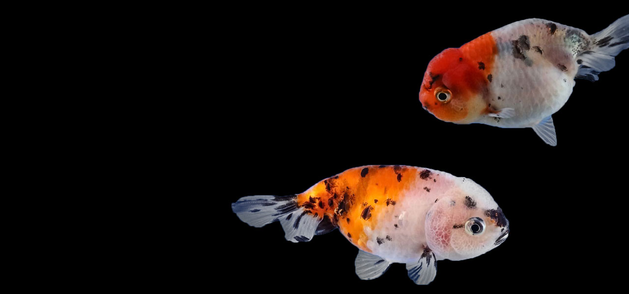 Ranchu | Koi Fish For Sale | Next Day Koi