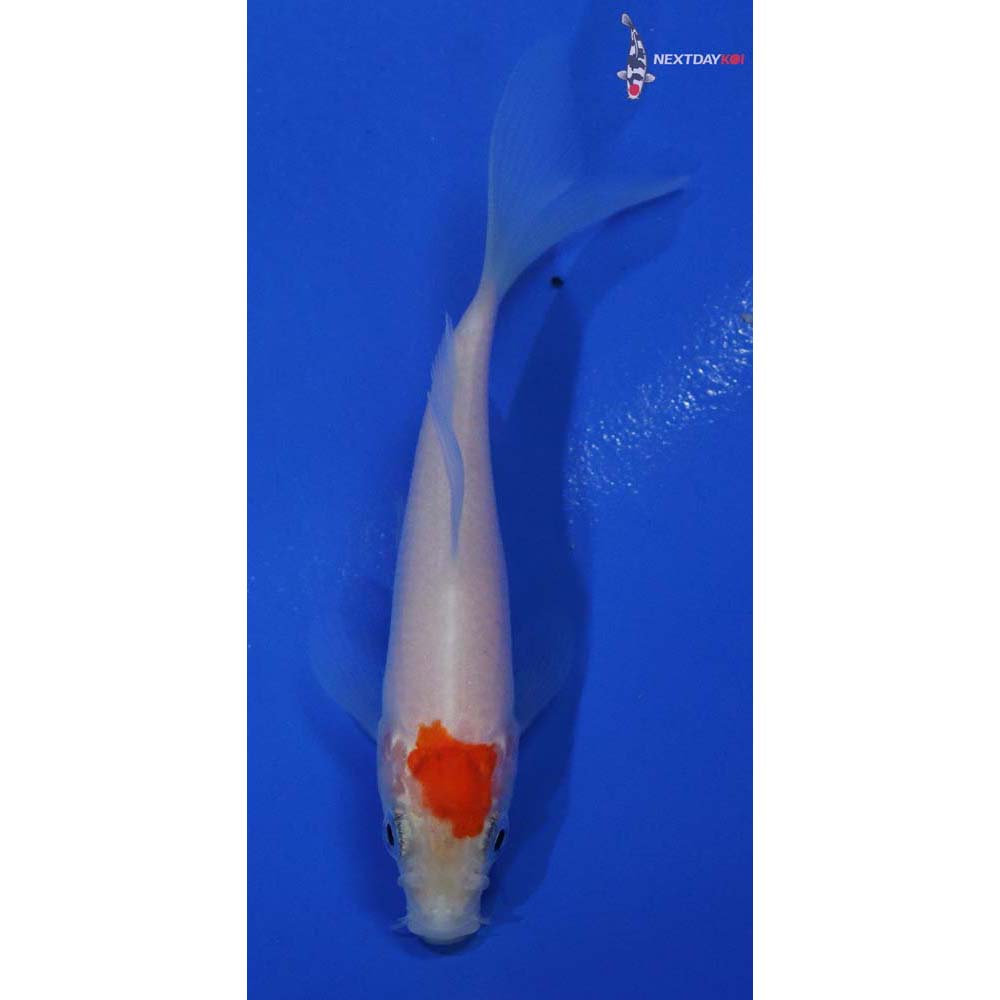3” Imported Kohaku | Koi Fish For Sale