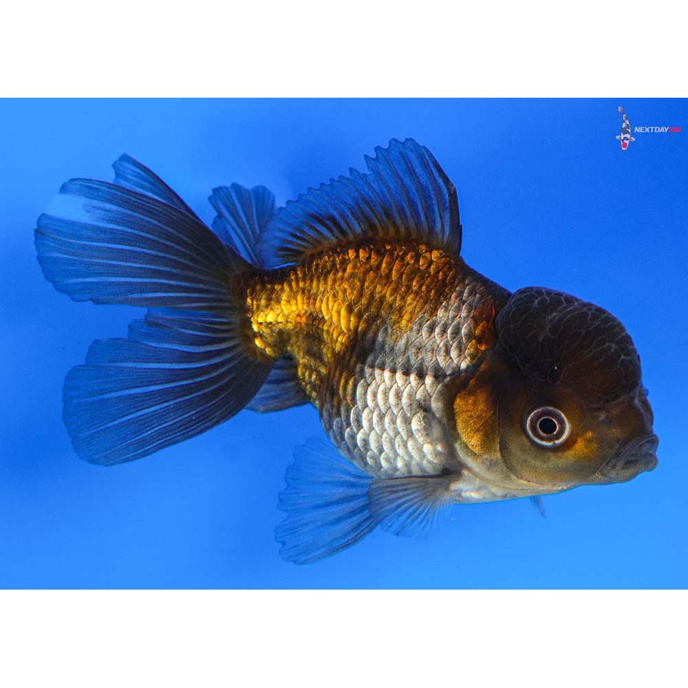 4” Imported Blue Oranda | Koi Fish For Sale
