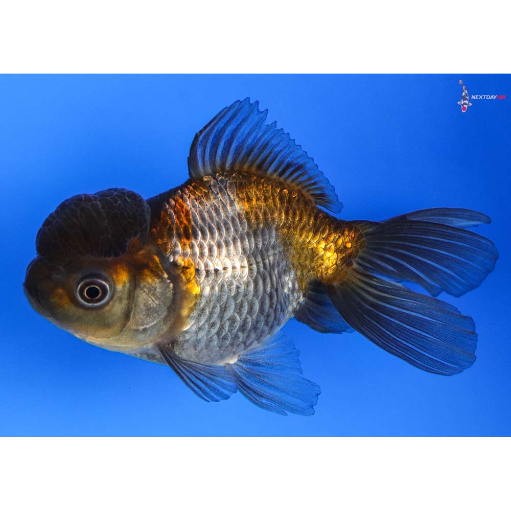 4” Imported Blue Oranda | Koi Fish For Sale