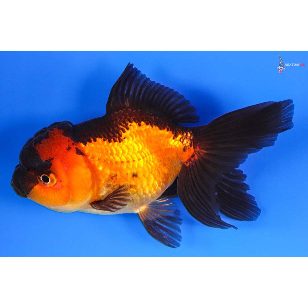 4” Imported Red and Black Oranda | Koi Fish For Sale