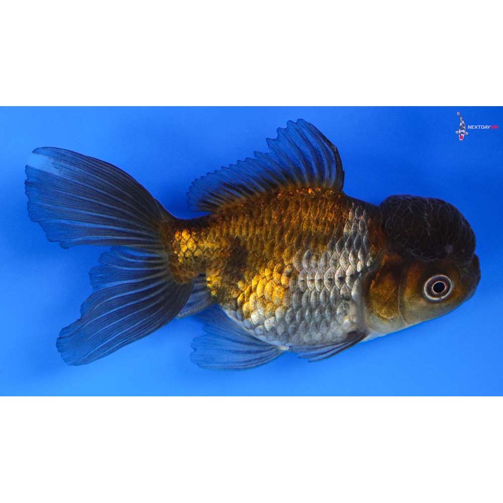 4” Imported Blue Oranda | Koi Fish For Sale