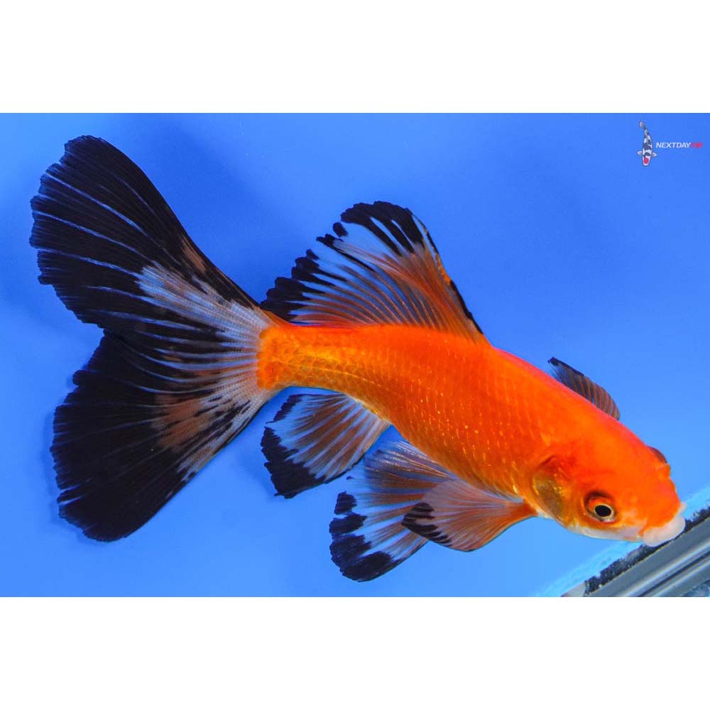 6” Imported Red and Black Bristol Finned Comet | Koi Fish For Sale
