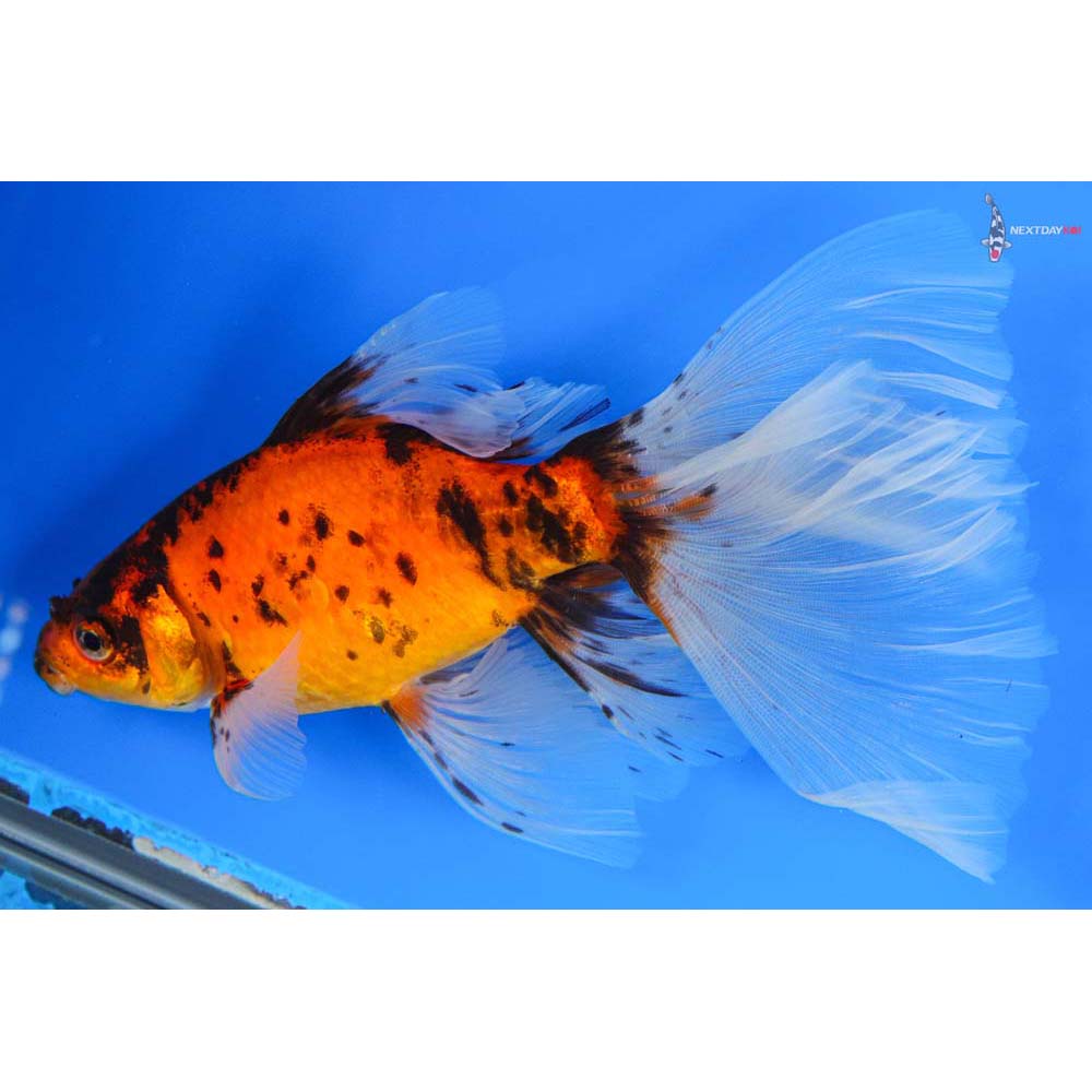 6.5” Imported Bristol Shubunkin | Koi Fish For Sale