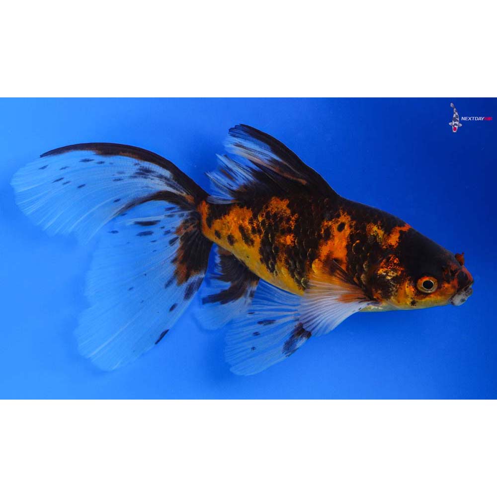 5.5” Imported Bristol Shubunkin | Koi Fish For Sale